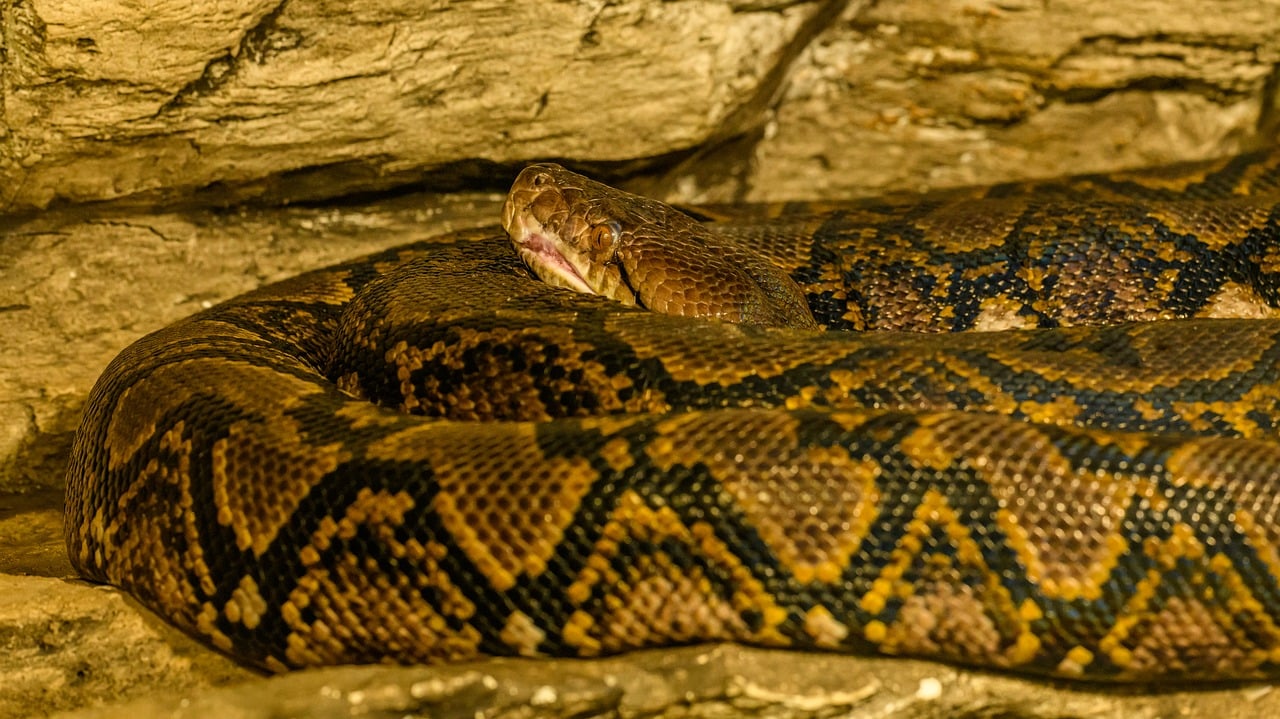 Reticulated python - Crocodile Park