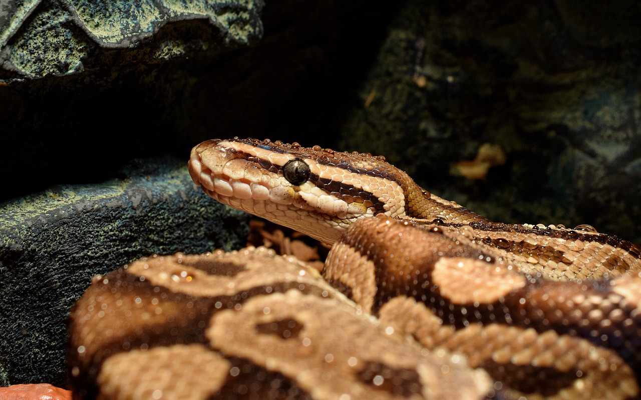 Borneo short-tailed python - Crocodile Park